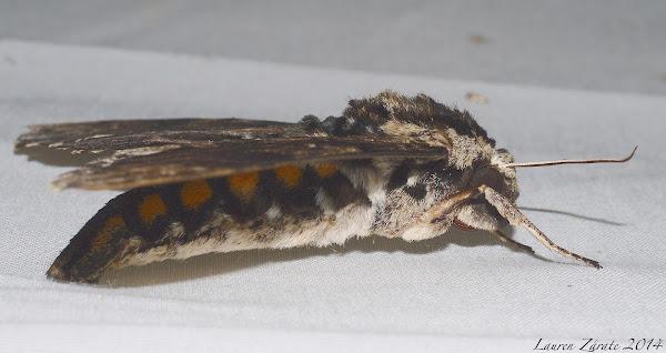 Sphinx Moth | Project Noah