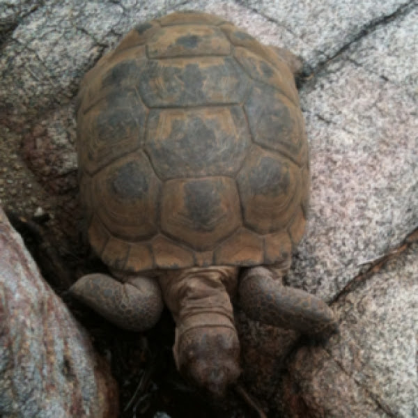 Morafka’s desert tortoise | Project Noah