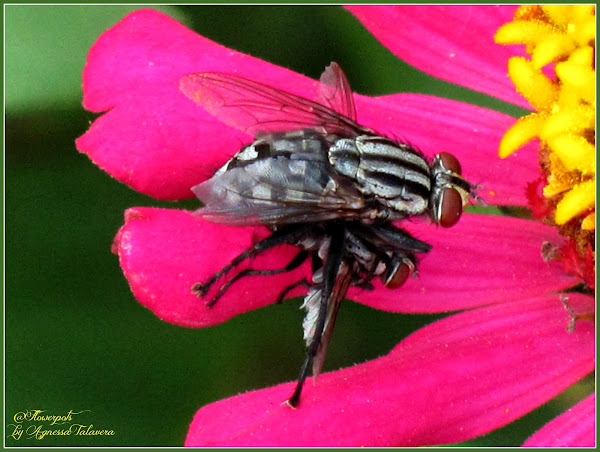 Sarcophagine Flesh Flies (Mating) | Project Noah