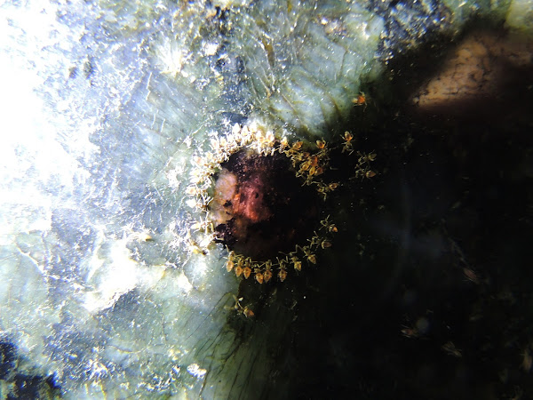 Pharaoh ant | Project Noah