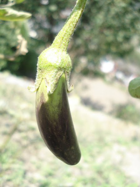 eggplant/aubergine | Project Noah