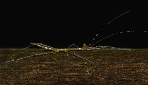 Stick Insect, Phasmid - Nymph | Project Noah