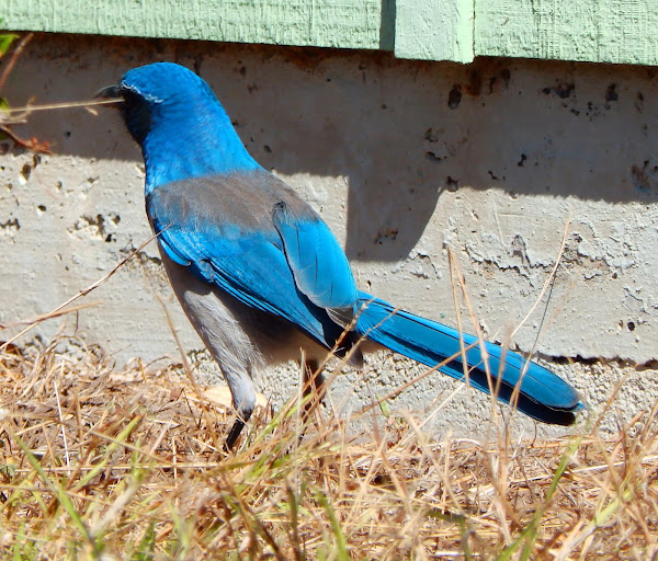 Western Scrub Jay | Project Noah