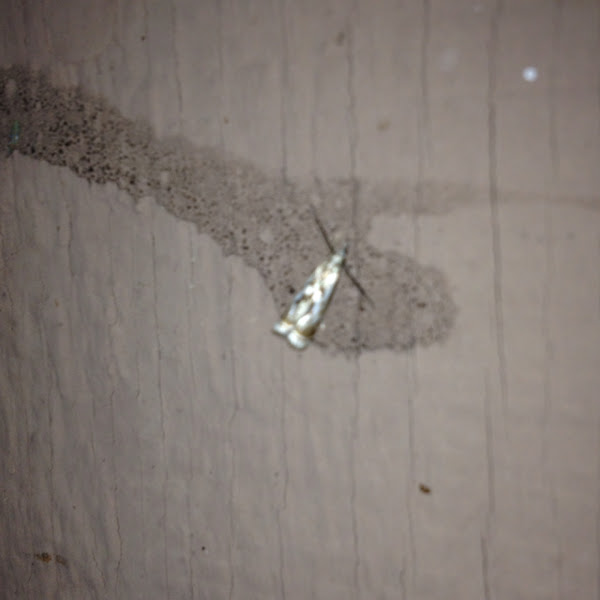 Elegant Grass-veneer Moth | Project Noah