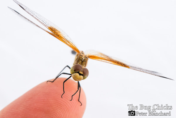 Dragonfly | Project Noah