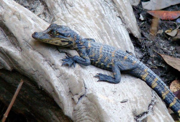 American Alligator Hatchlings | Project Noah