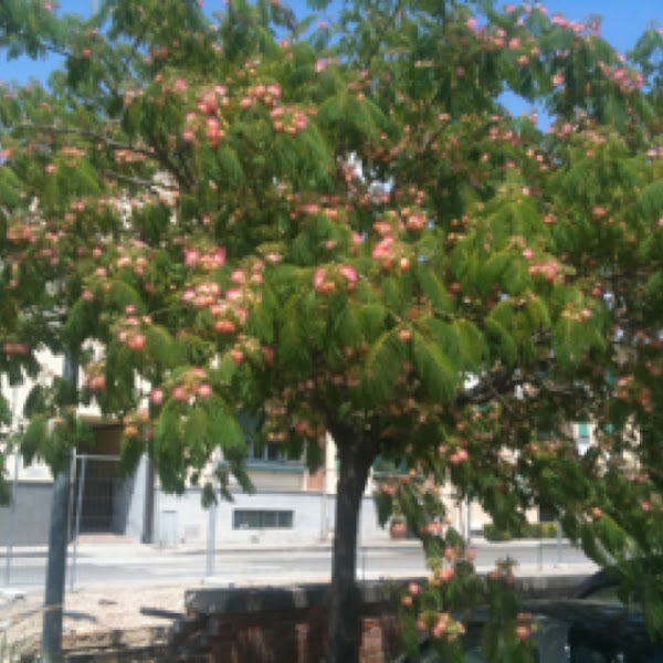 Mimosa - Persian Silk Tree | Project Noah