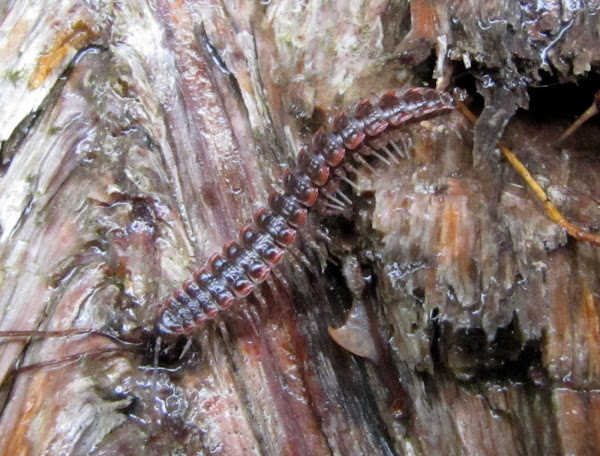 Flat-backed Millipede | Project Noah