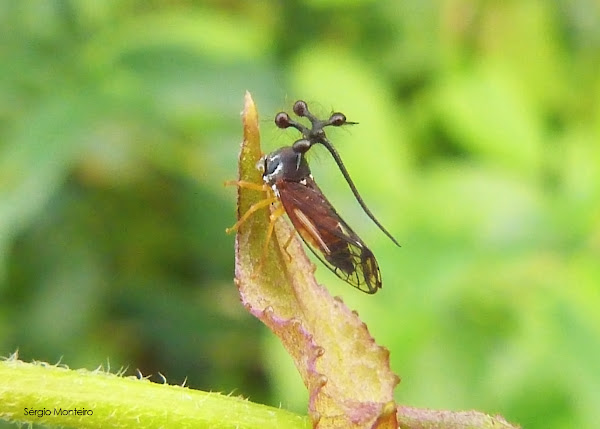 Membracid treehopper | Project Noah