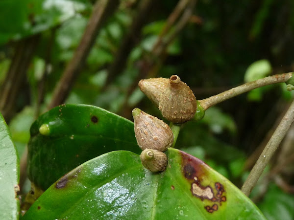 Plant Galls | Project Noah