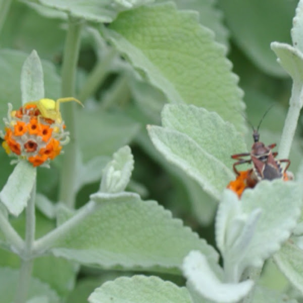 Bee Assassin | Project Noah