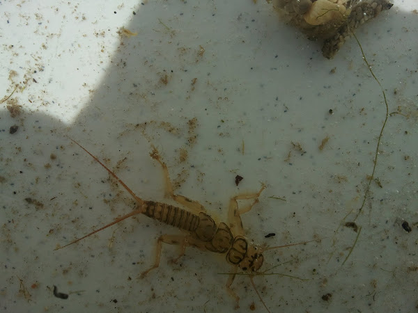 Stonefly (Nymph) - Steinfliege (Larve) | Project Noah