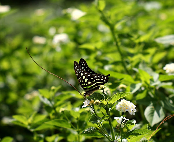 綠斑鳳蝶(Tailed jay) | Project Noah