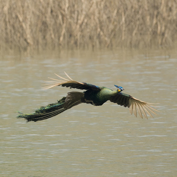 Green Peafowl | Project Noah