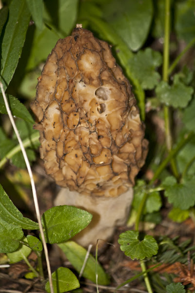 Morel Mushrooms | Project Noah