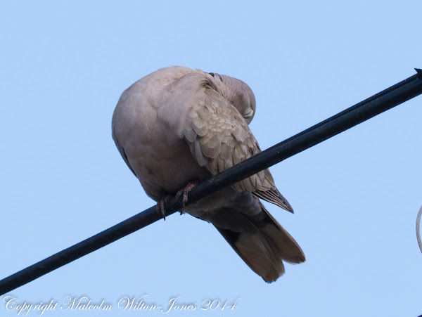 Collared Dove | Project Noah