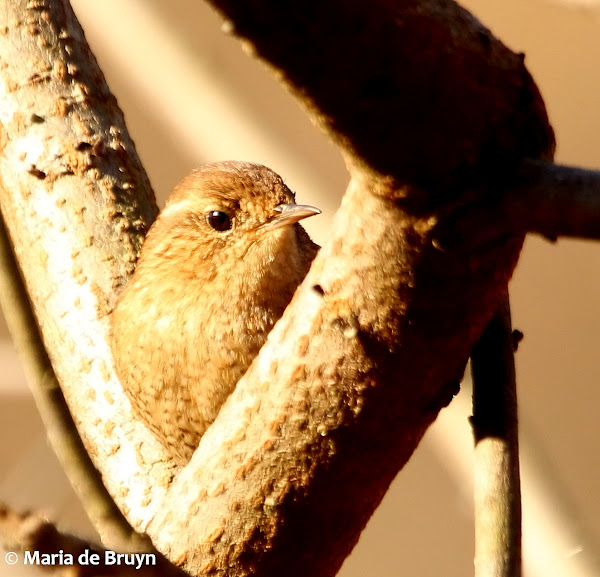 Winter wren | Project Noah