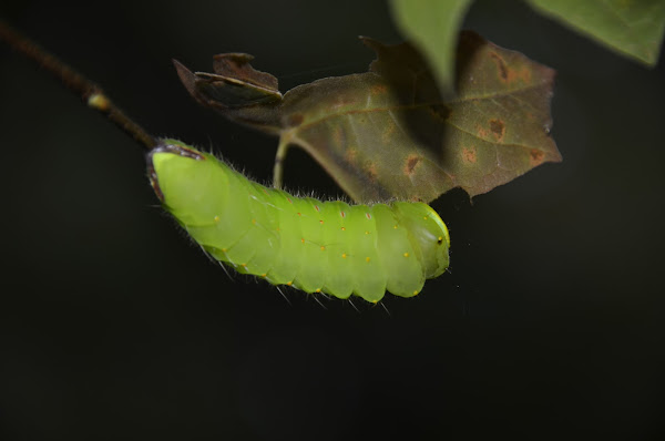 Luna Moth Larvae | Project Noah