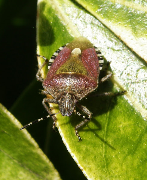 Sloe bug | Project Noah