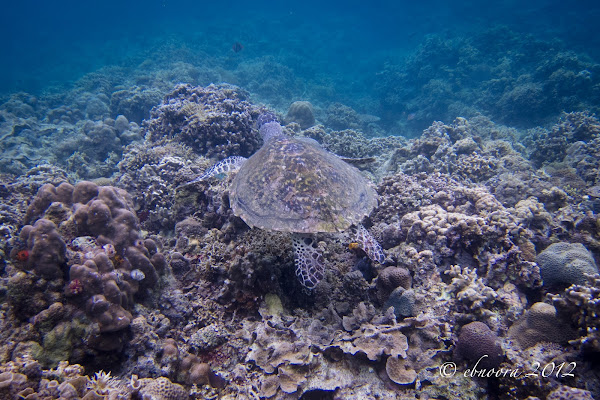 Hawksbill Turtle | Project Noah