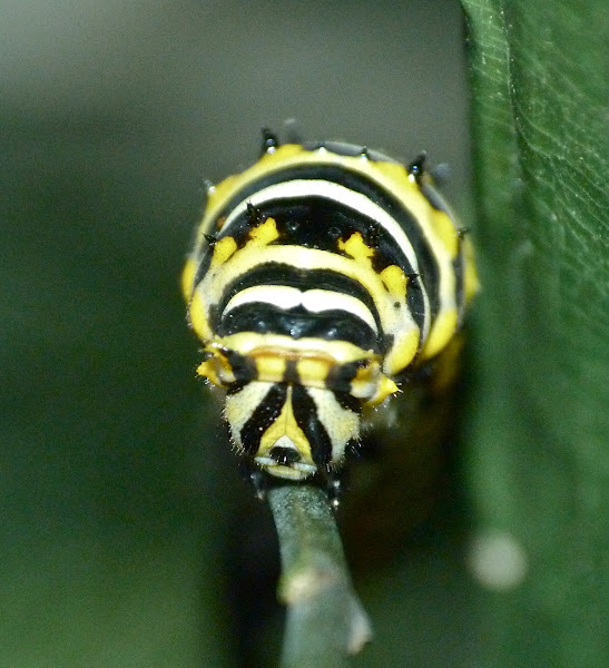 Black swallowtail caterpillar (3rd instar) | Project Noah