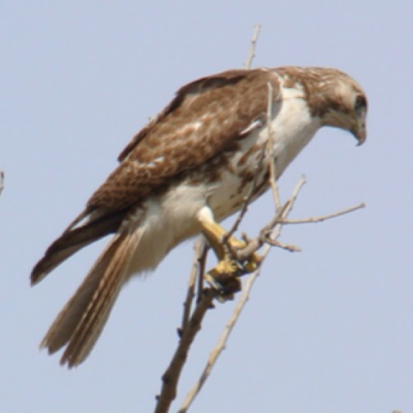 Red-tailed Hawk | Project Noah