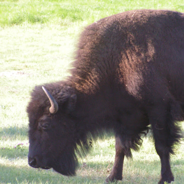 American Bison (Buffalo) | Project Noah