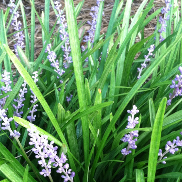 Monkey grass big blue | Project Noah