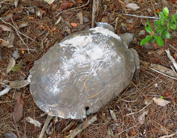 Gopher tortoise | Project Noah