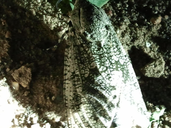 Carpenterworm moth | Project Noah