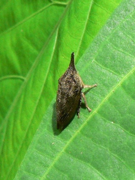 Lantana Treehopper | Project Noah
