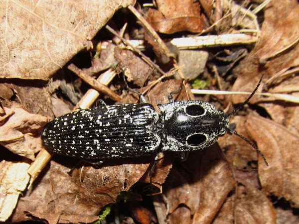 Eyed Click Beetle | Project Noah