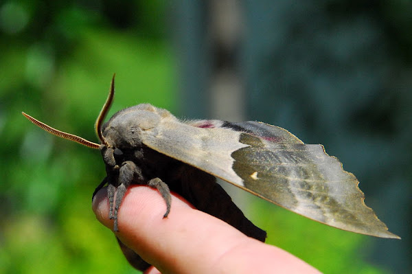 Modest Sphinx Moth | Project Noah