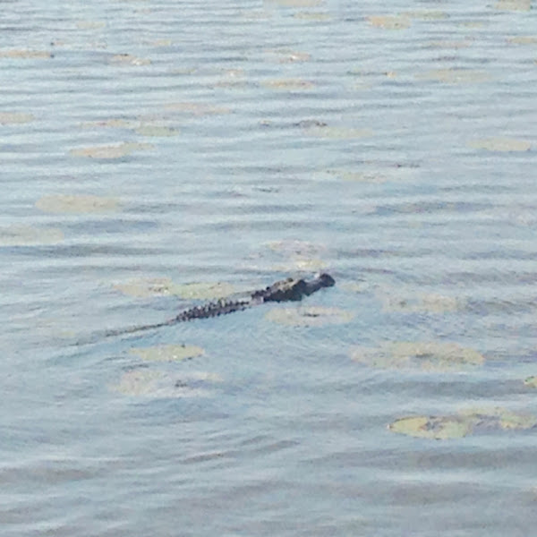 American Alligator | Project Noah