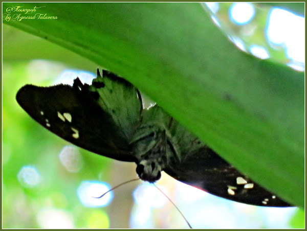 Philippine Common Snow Flat | Project Noah