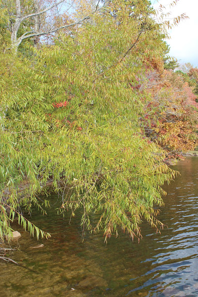 Carolina Willow | Project Noah