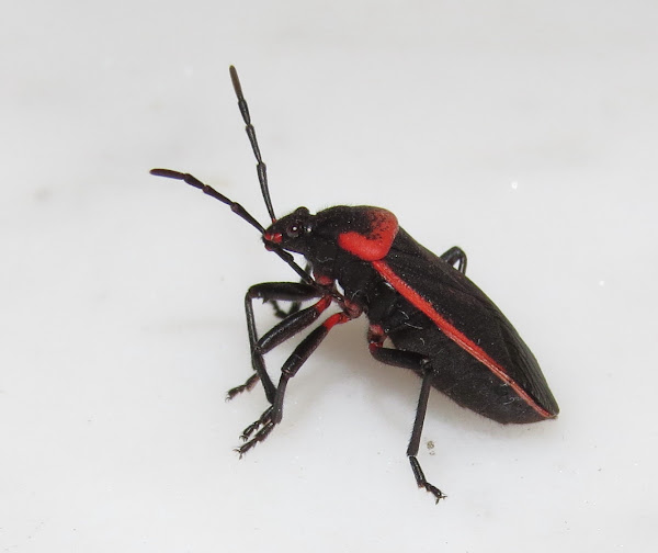 Bordered Plant Bug | Project Noah