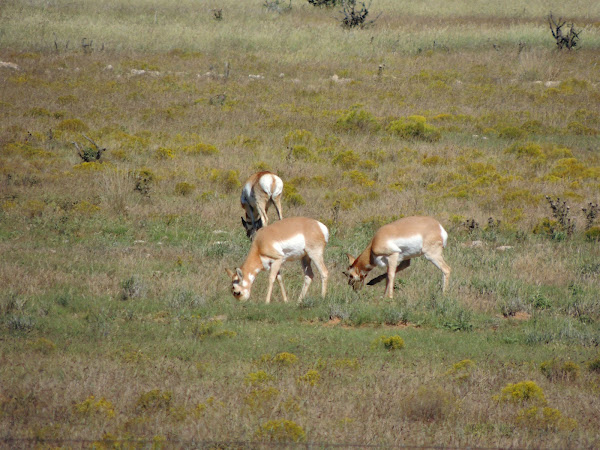 Pronghorn Antelope | Project Noah