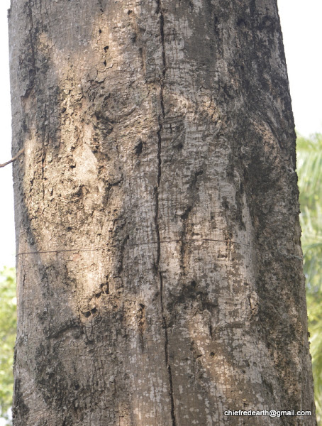 Buddha Coconut, கொடைத்தோண்டி, Mad Tree | Project Noah