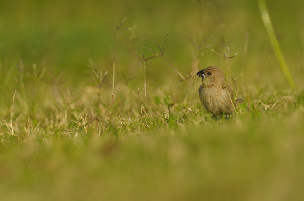 Scaly-breasted Munia | Project Noah