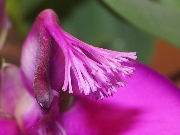 Sweet Pea shrub | Project Noah