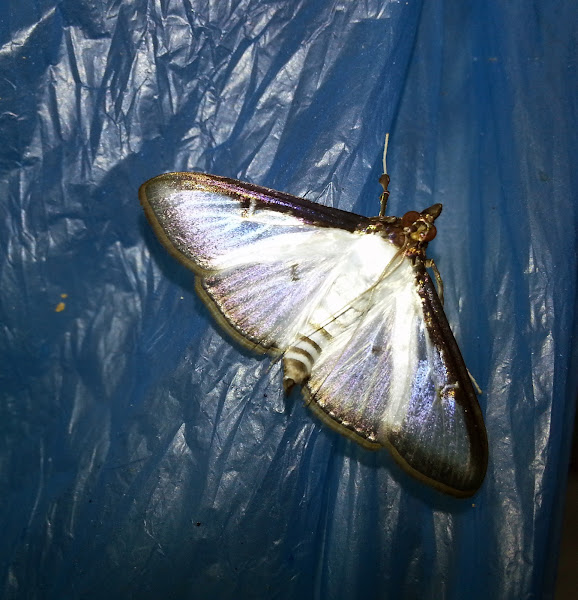 Crambid Moth | Project Noah