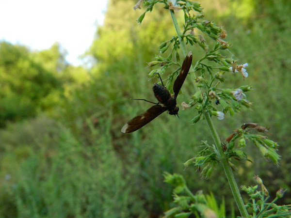 Heteralonia bee fly | Project Noah