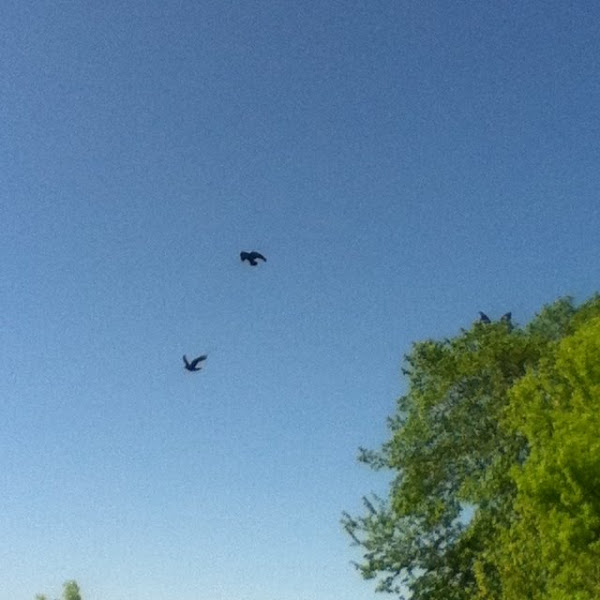 Crows | Project Noah