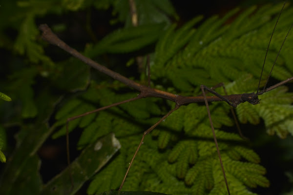 Stick Insect, Phasmid - Male | Project Noah