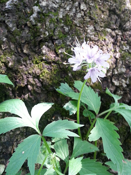 Virginia Waterleaf | Project Noah