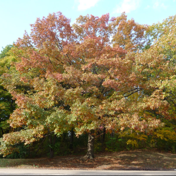 Northern Red Oak | Project Noah