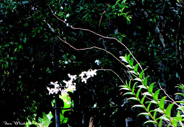 dendrobium orchid | Project Noah