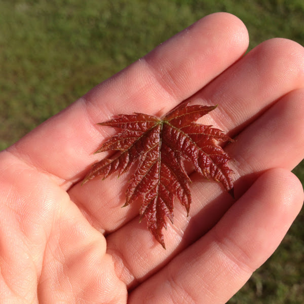 Young Maple Tree | Project Noah