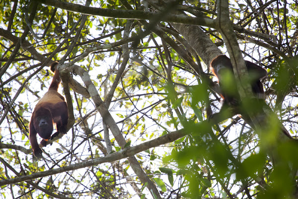Colombian Red Howler Monkey | Project Noah